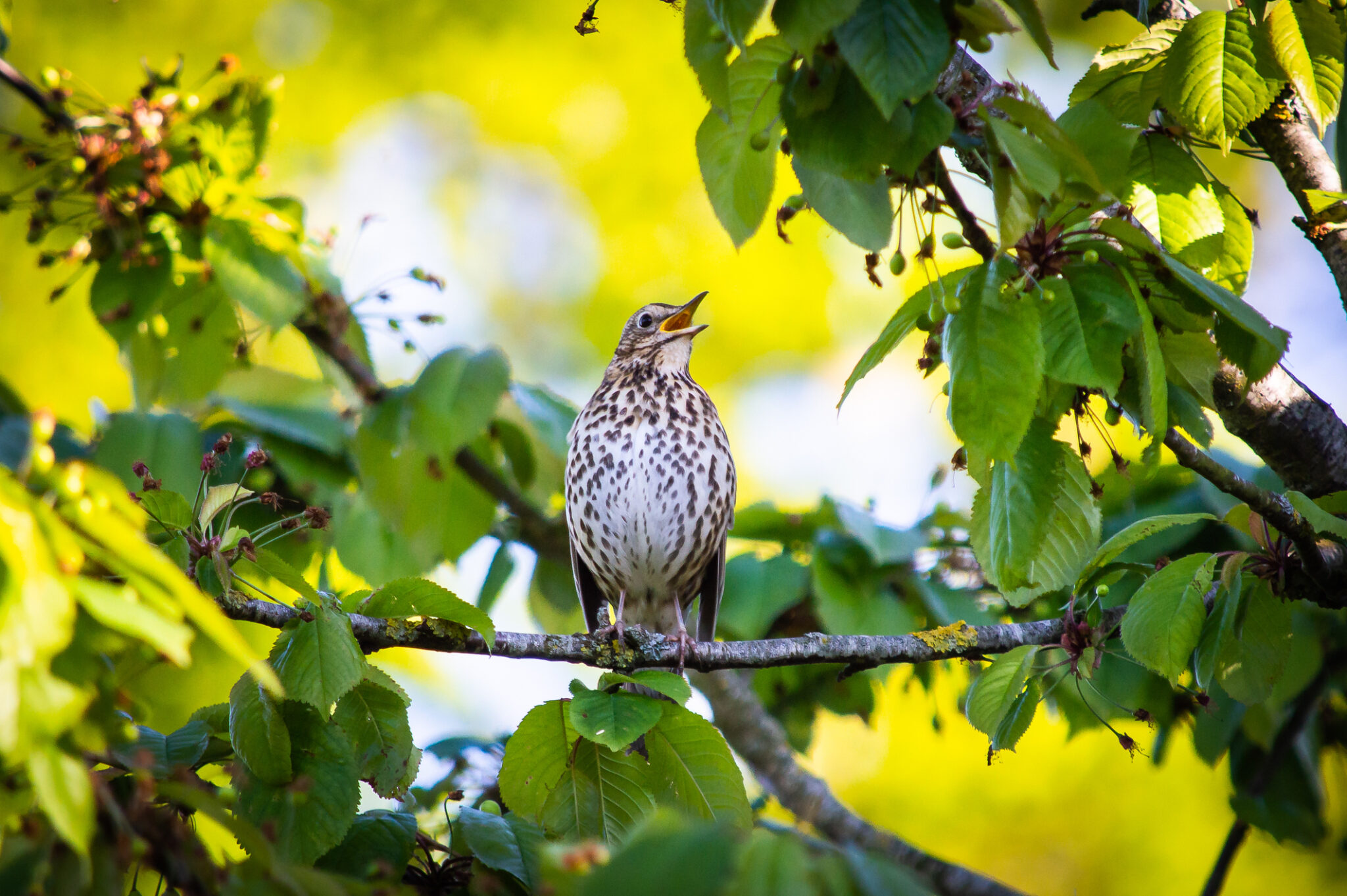 Awesome Ornithology | NI Science Festival